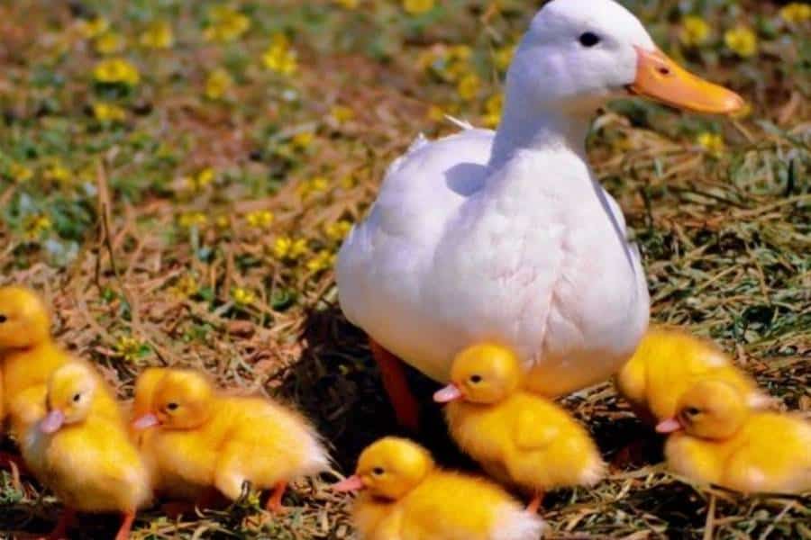 Olerai Farm - Greenspoon