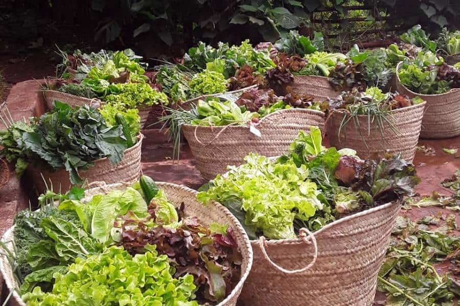 Mlango Farm - Greenspoon