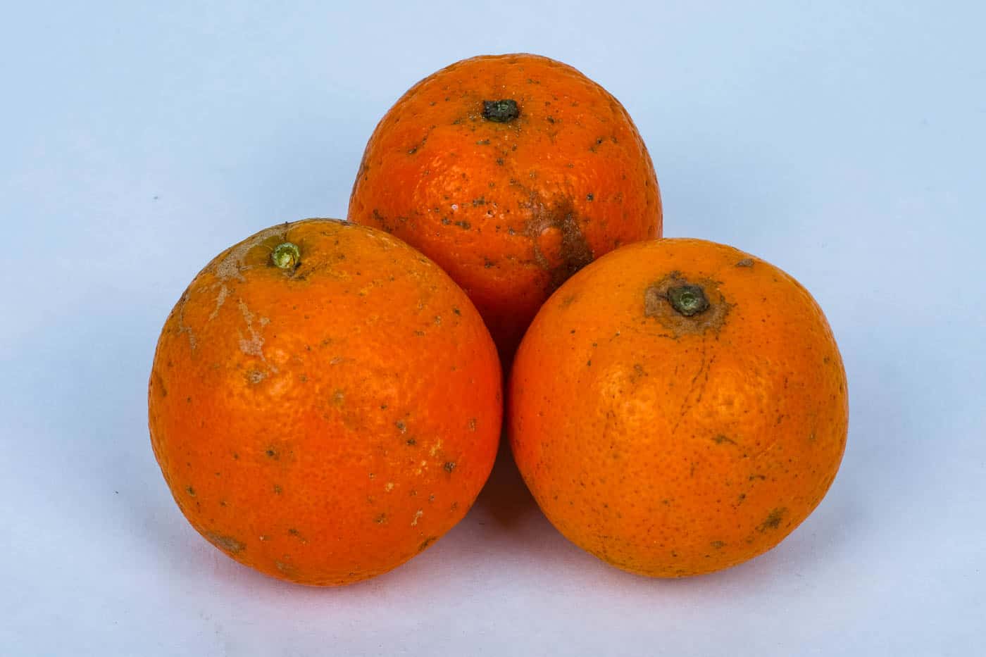 Back in Stock - Greenspoon