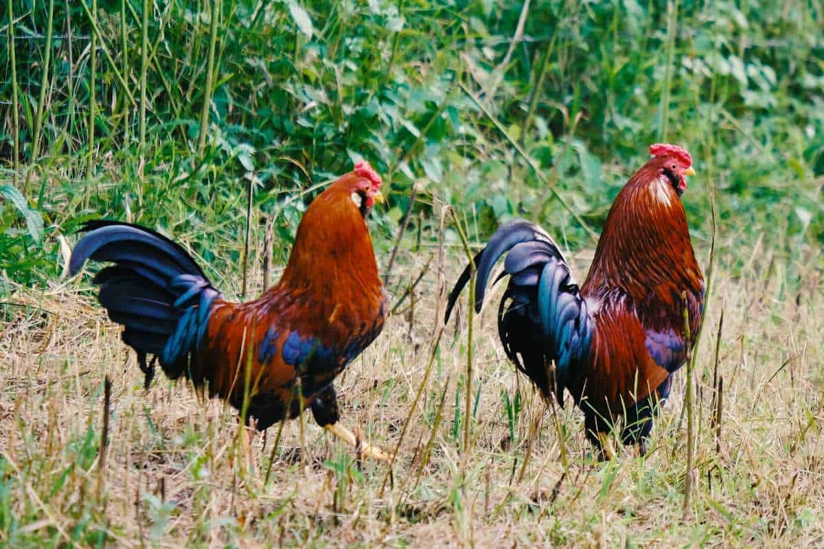 Free-range and fabulous: The delicious world of Kienyeji chicken ...