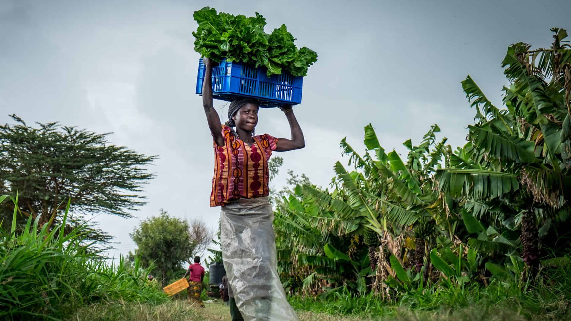 The Top 5 Challenges in Kenya’s Food System 🥦 - Greenspoon